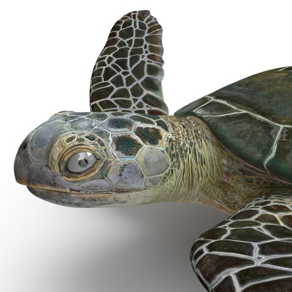 3d sea turtle pose 3