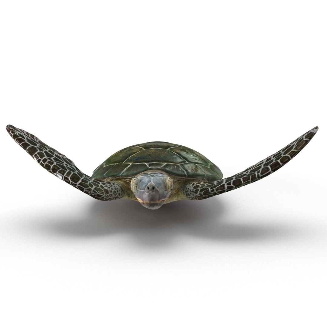 3d Sea Turtle Pose 3