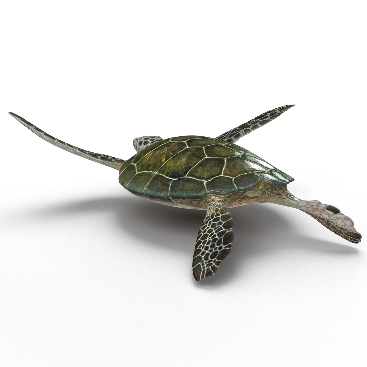 3d sea turtle pose 3
