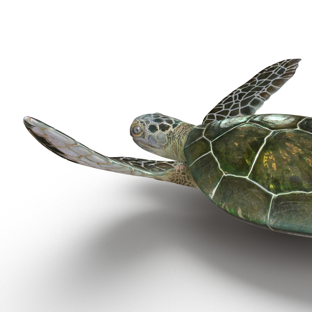 3d sea turtle pose 3