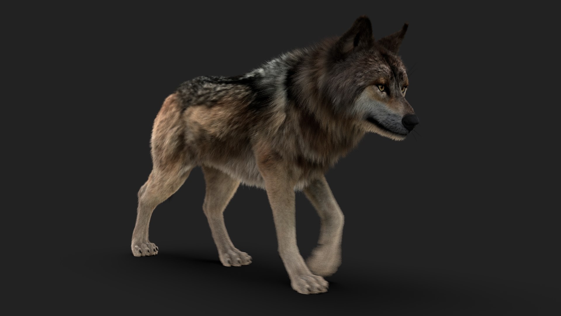 Wolf FUR Animated Model - TurboSquid 1816699