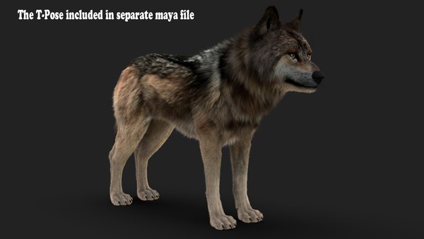 Wolf FUR Animated model - TurboSquid 1816699