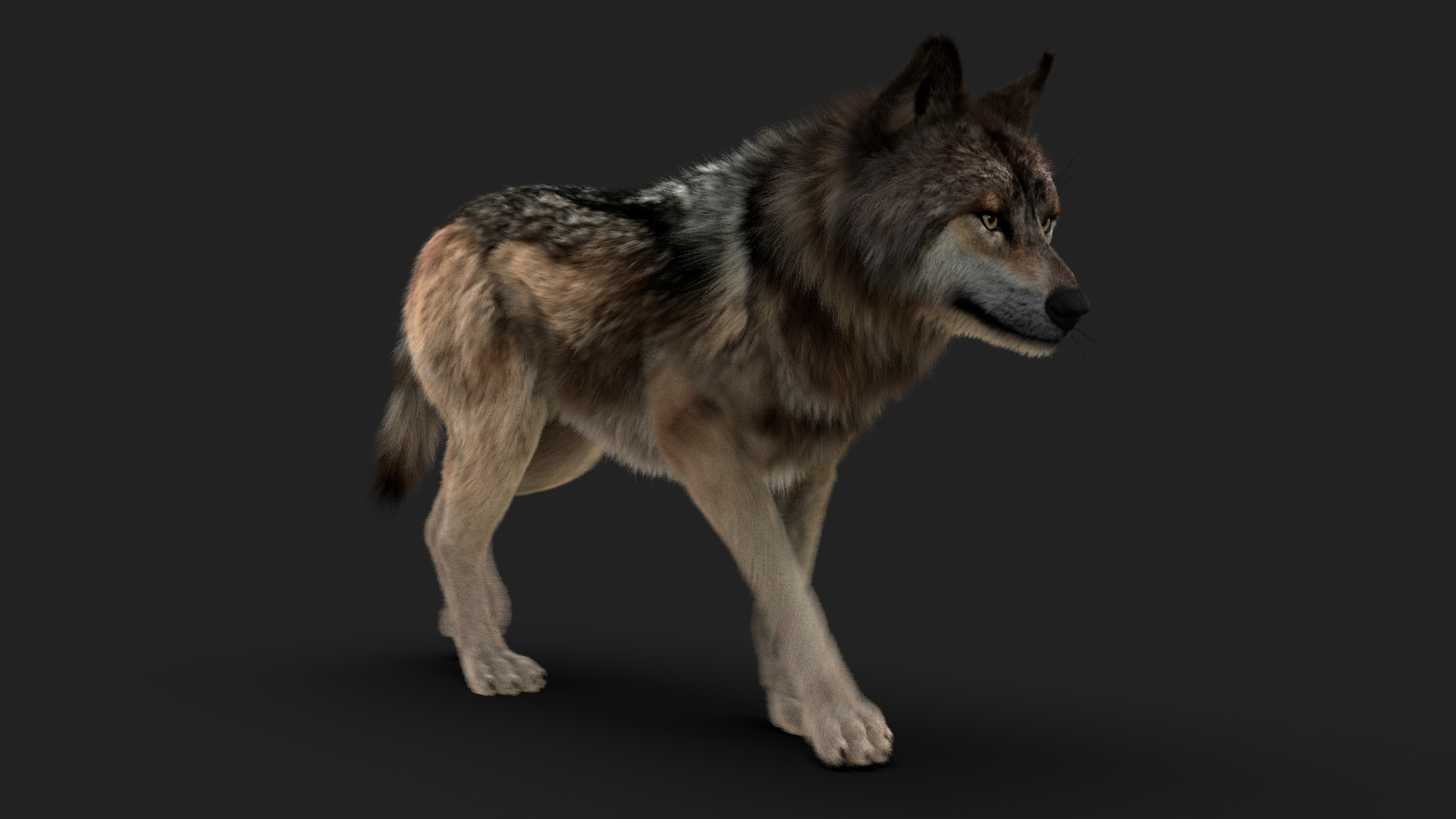 Wolf FUR Animated Model - TurboSquid 1816699