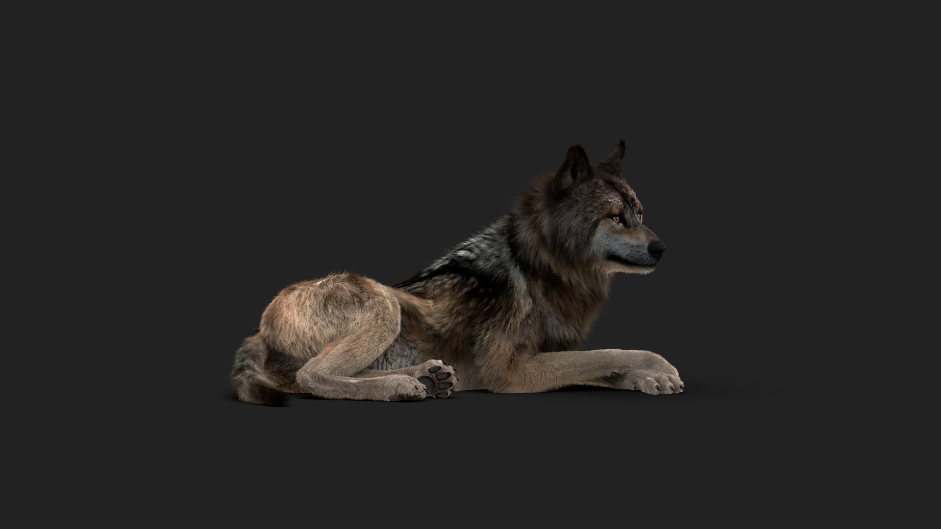 Wolf FUR Animated Model - TurboSquid 1816699