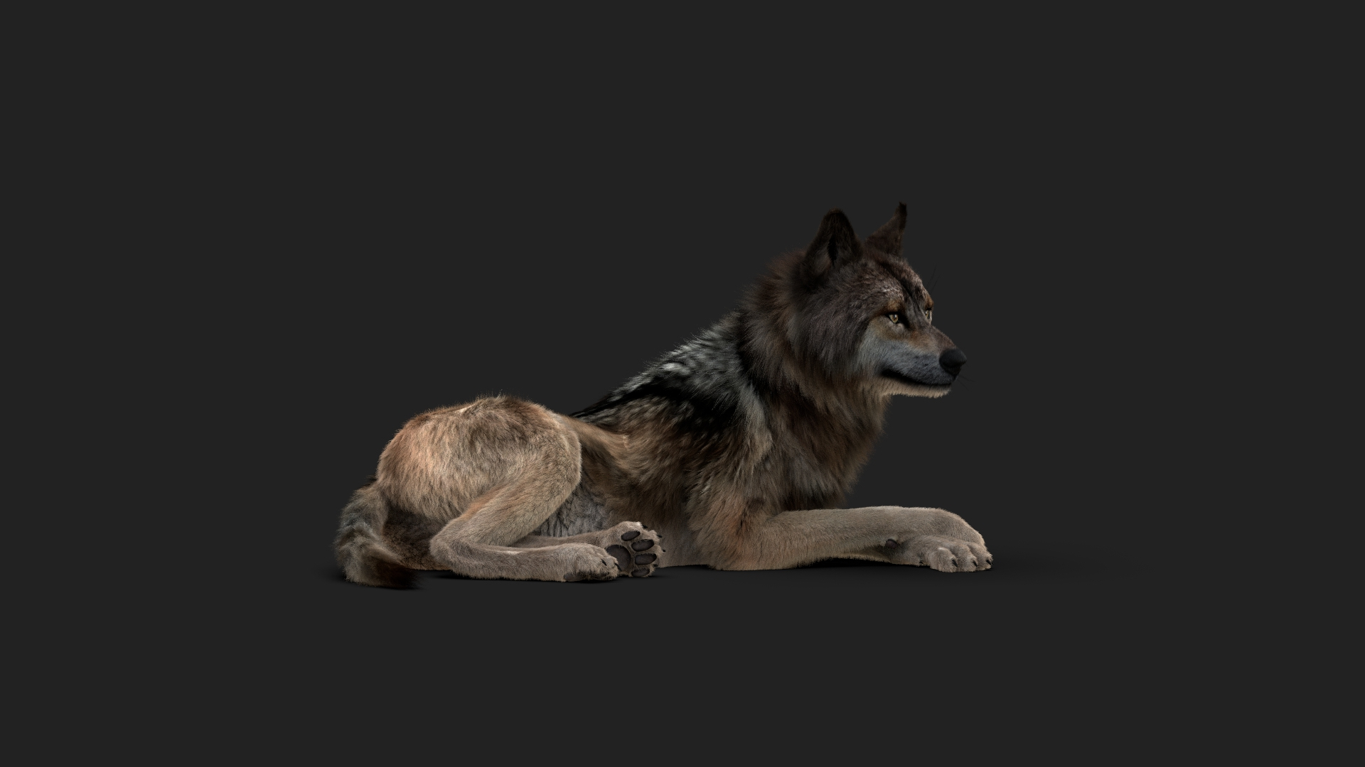 Wolf FUR Animated model - TurboSquid 1816699