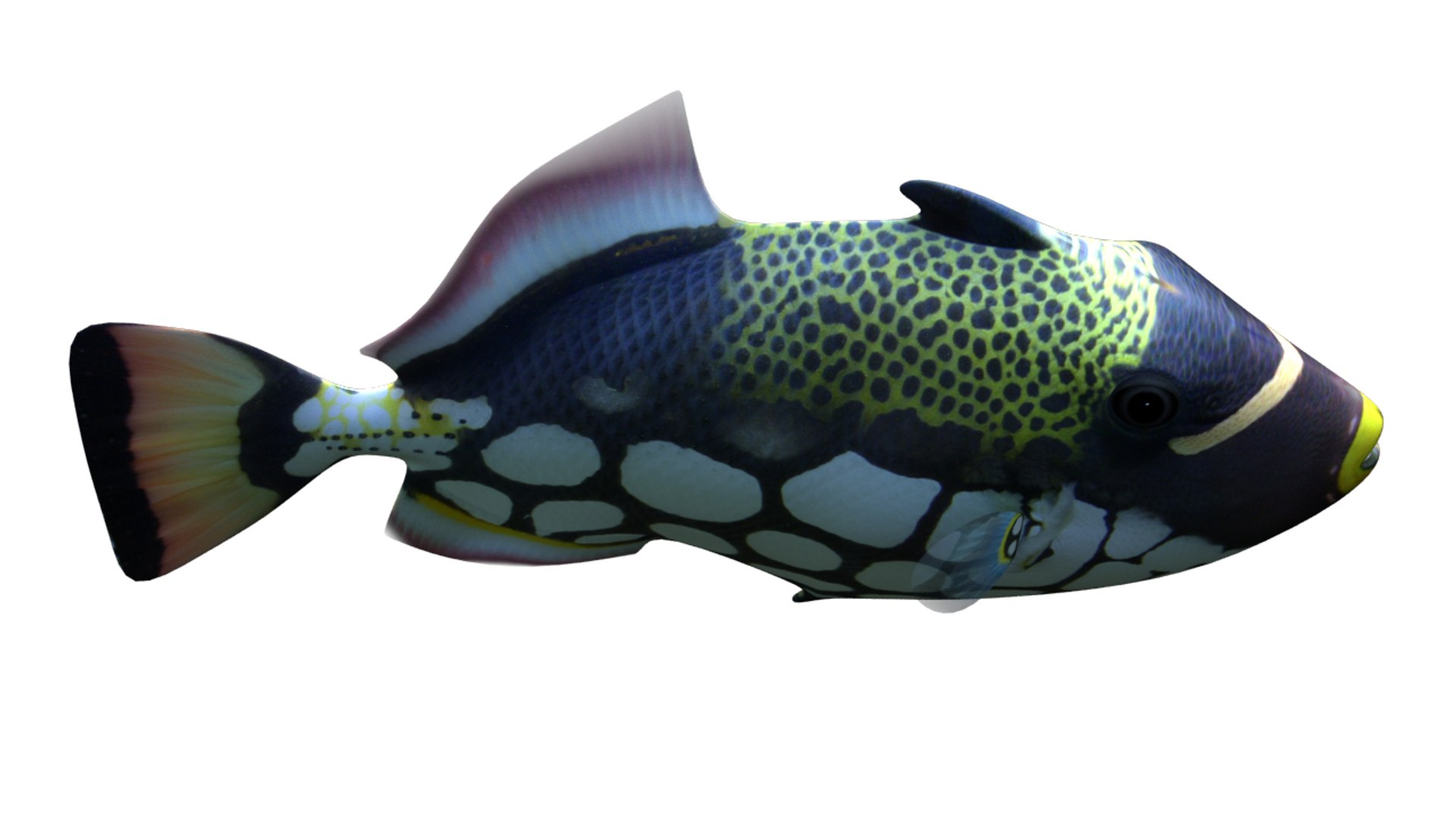 3D model clown trigger fish - TurboSquid 1237215