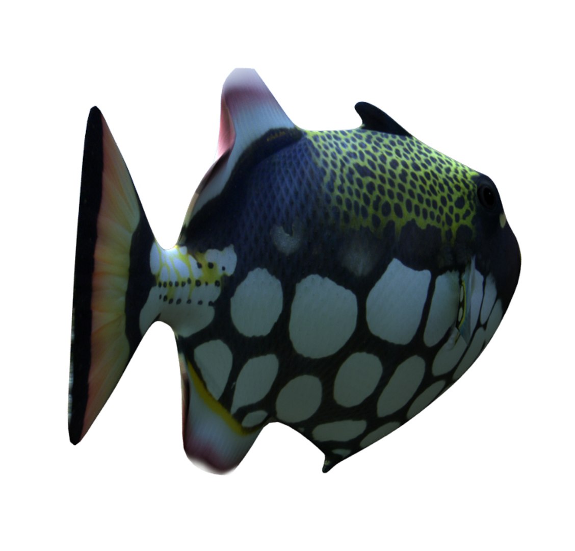 3D model clown trigger fish - TurboSquid 1237215