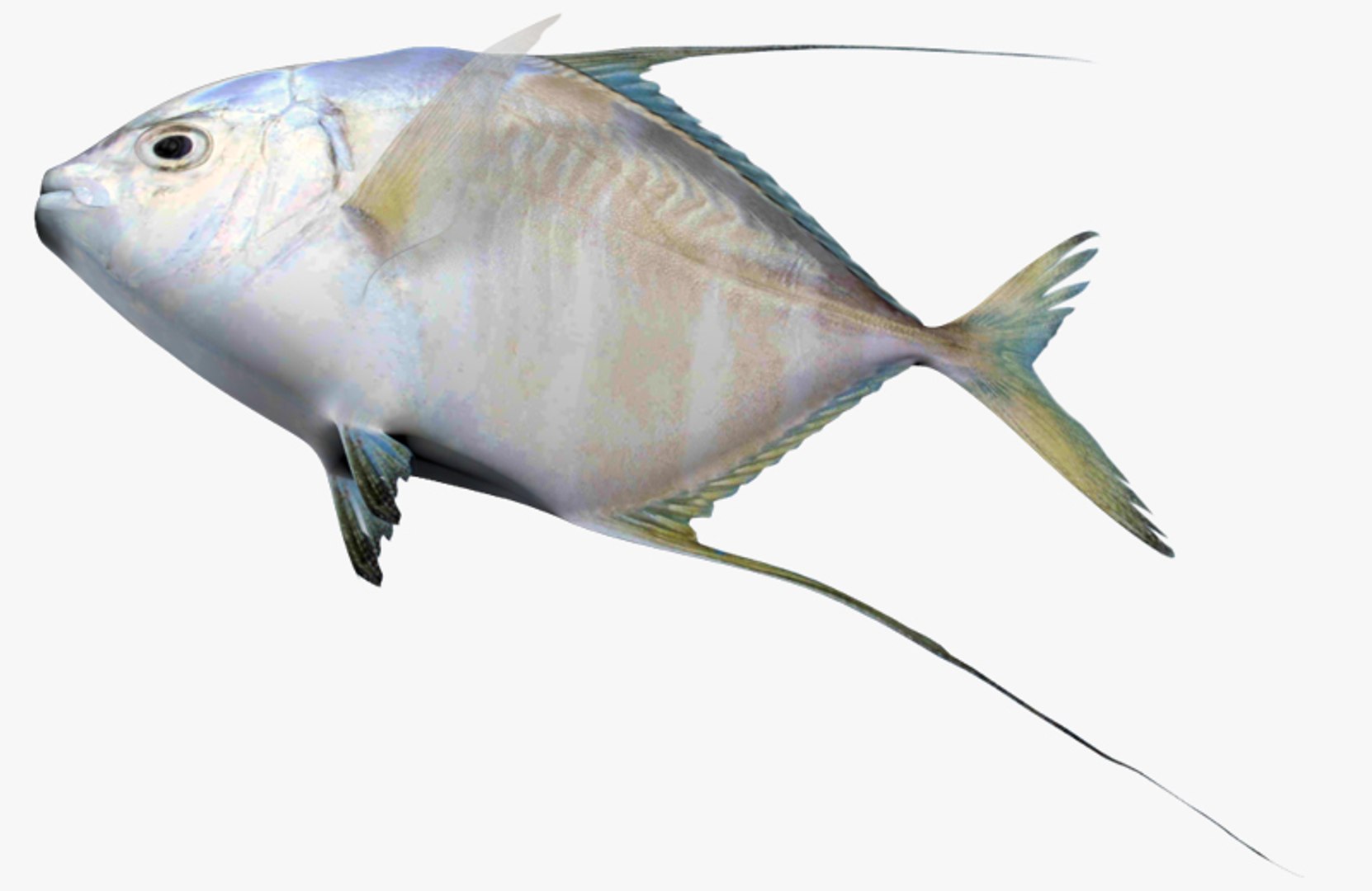 3d Model Threadfin Jack