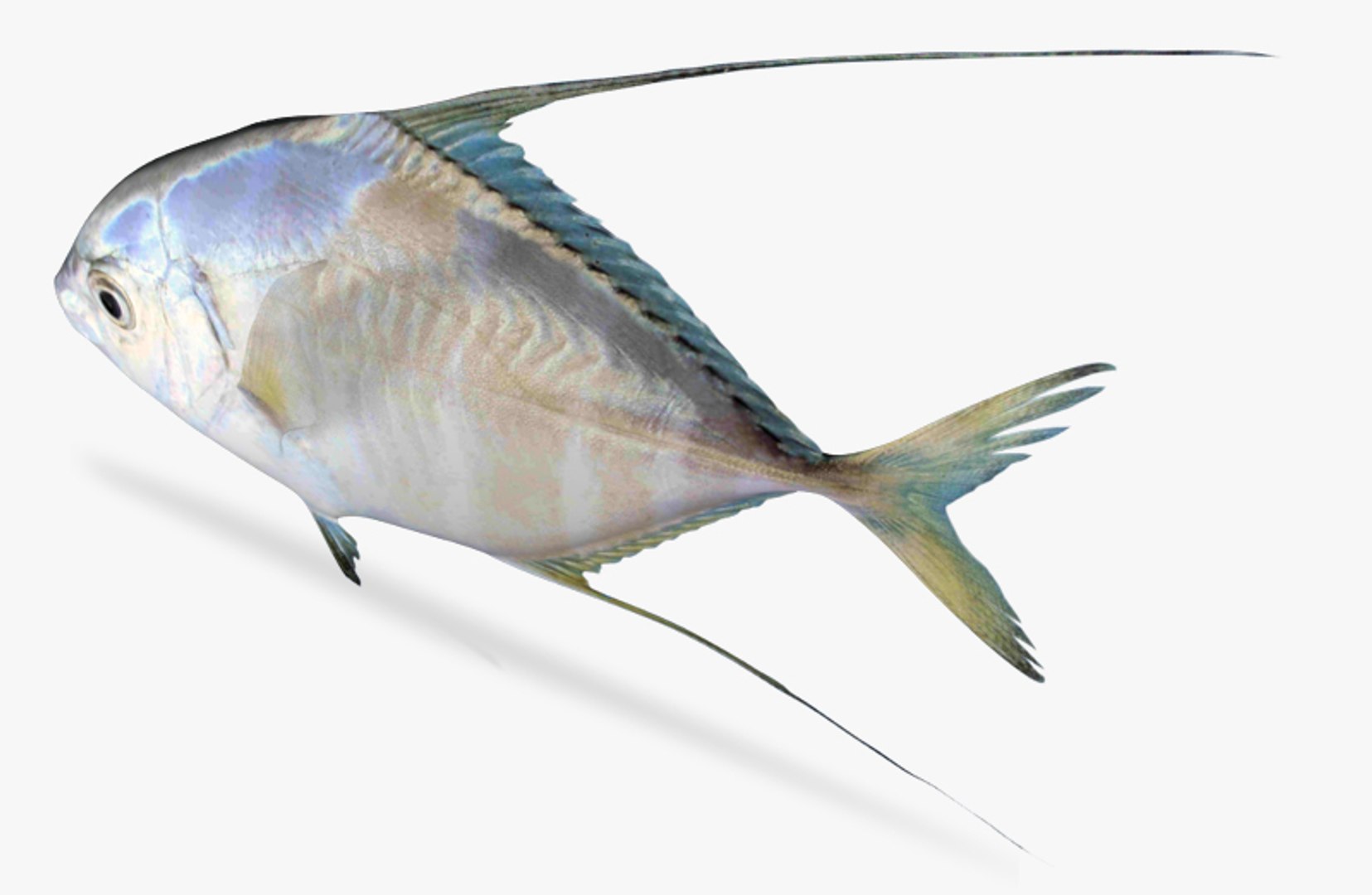 3d Model Threadfin Jack