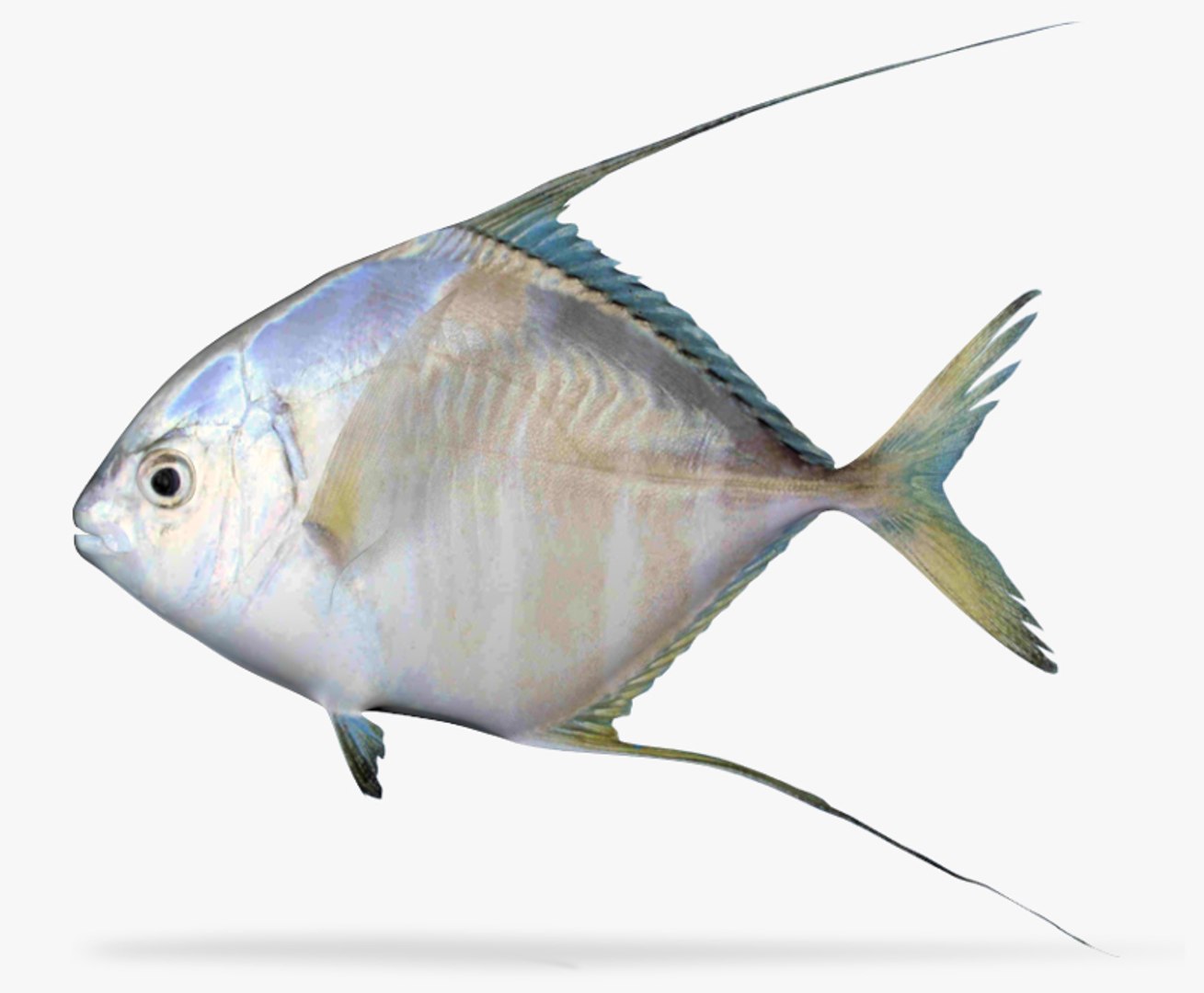 3d Model Threadfin Jack