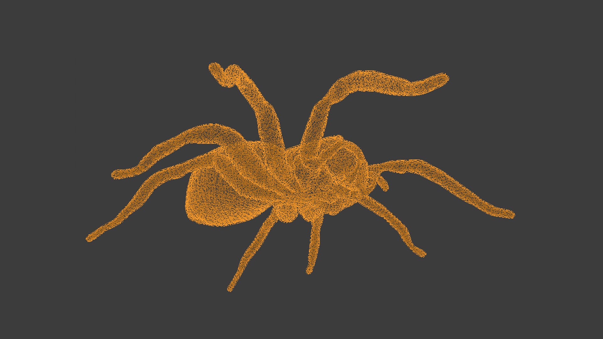 Solifugae Sun Spider 3D - TurboSquid 2323822