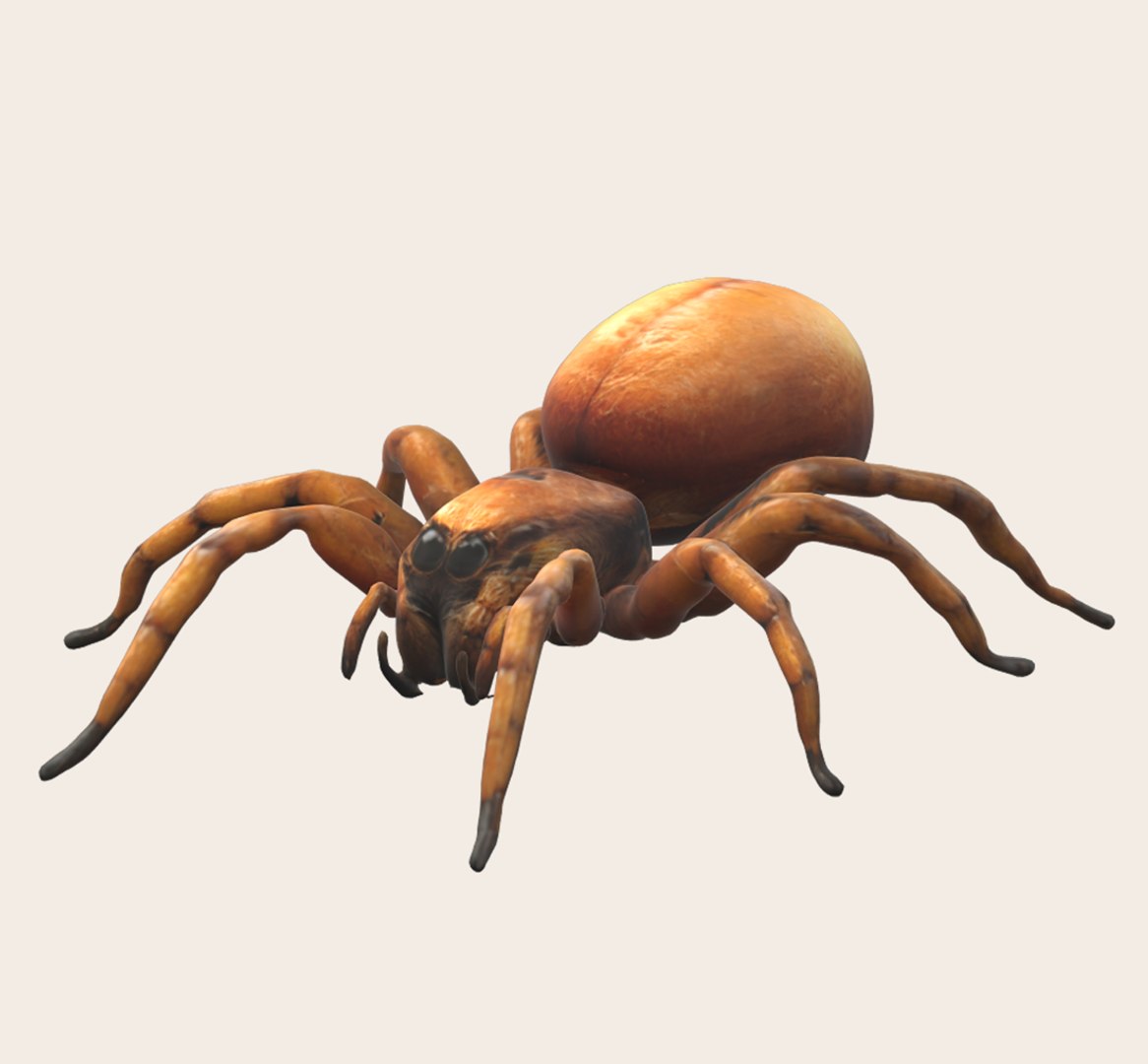 Solifugae Sun Spider 3D - TurboSquid 2323822