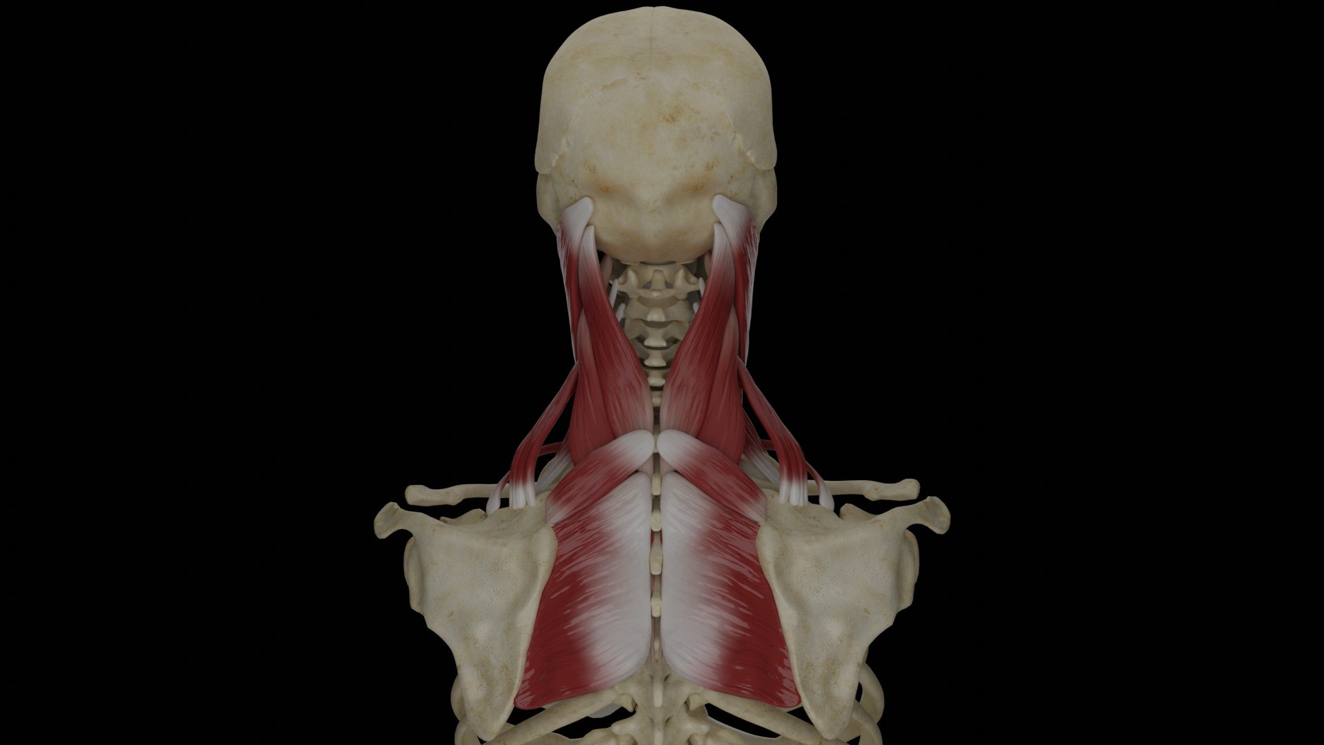 3D Male Anatomy Model - TurboSquid 2112612