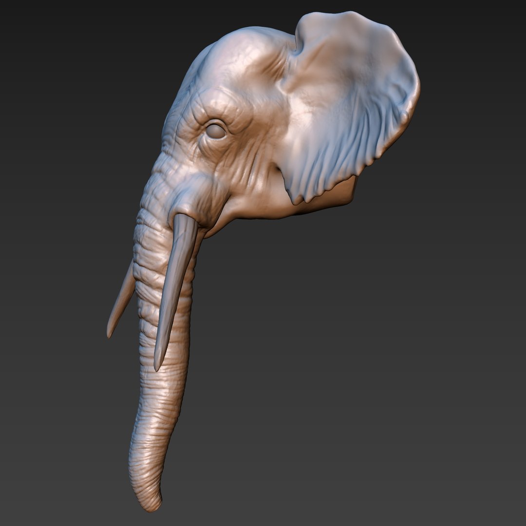 Elephant Head 3D Model - TurboSquid 1208574