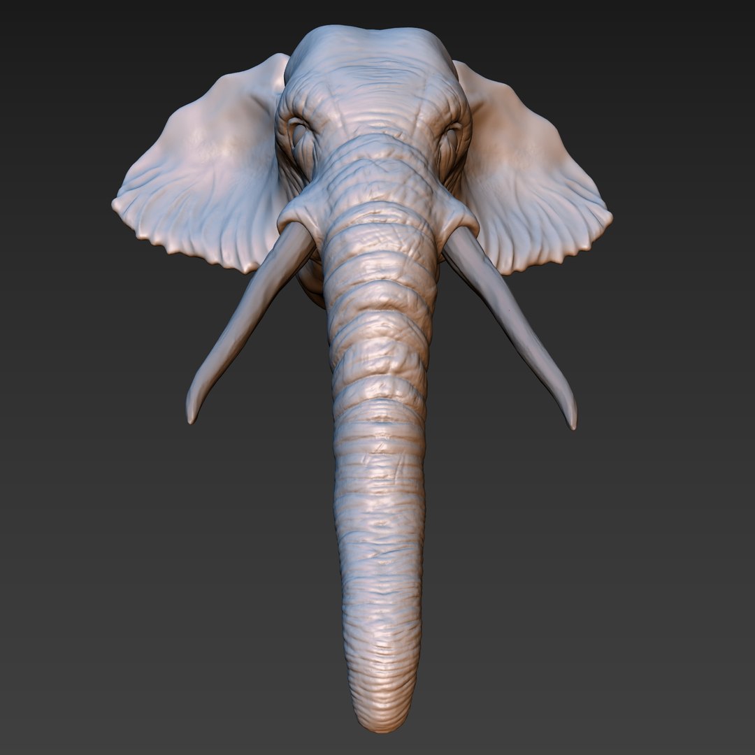 Elephant Head 3D Model - TurboSquid 1208574