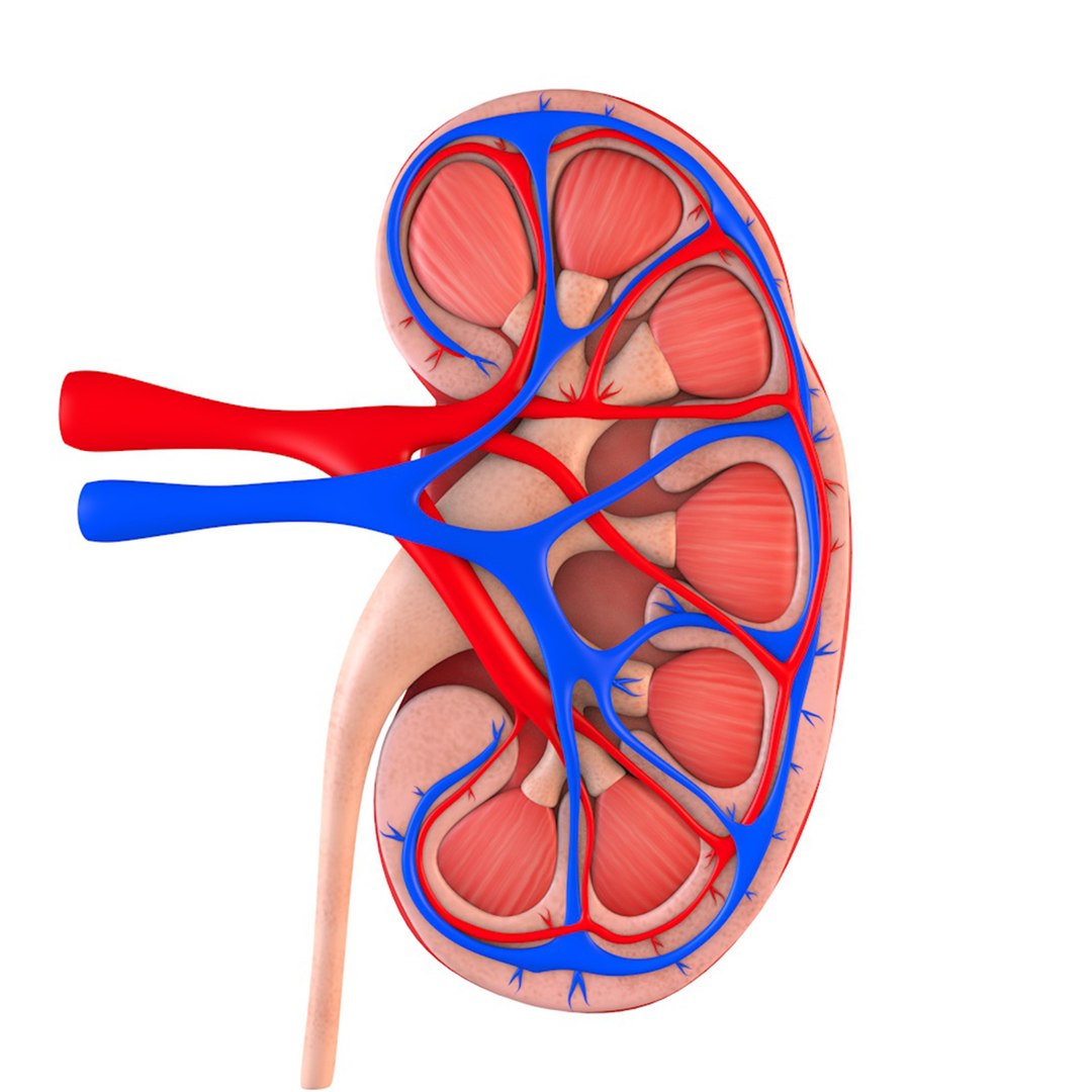 Kidney Anatomy 3D 모델 - TurboSquid 1959944