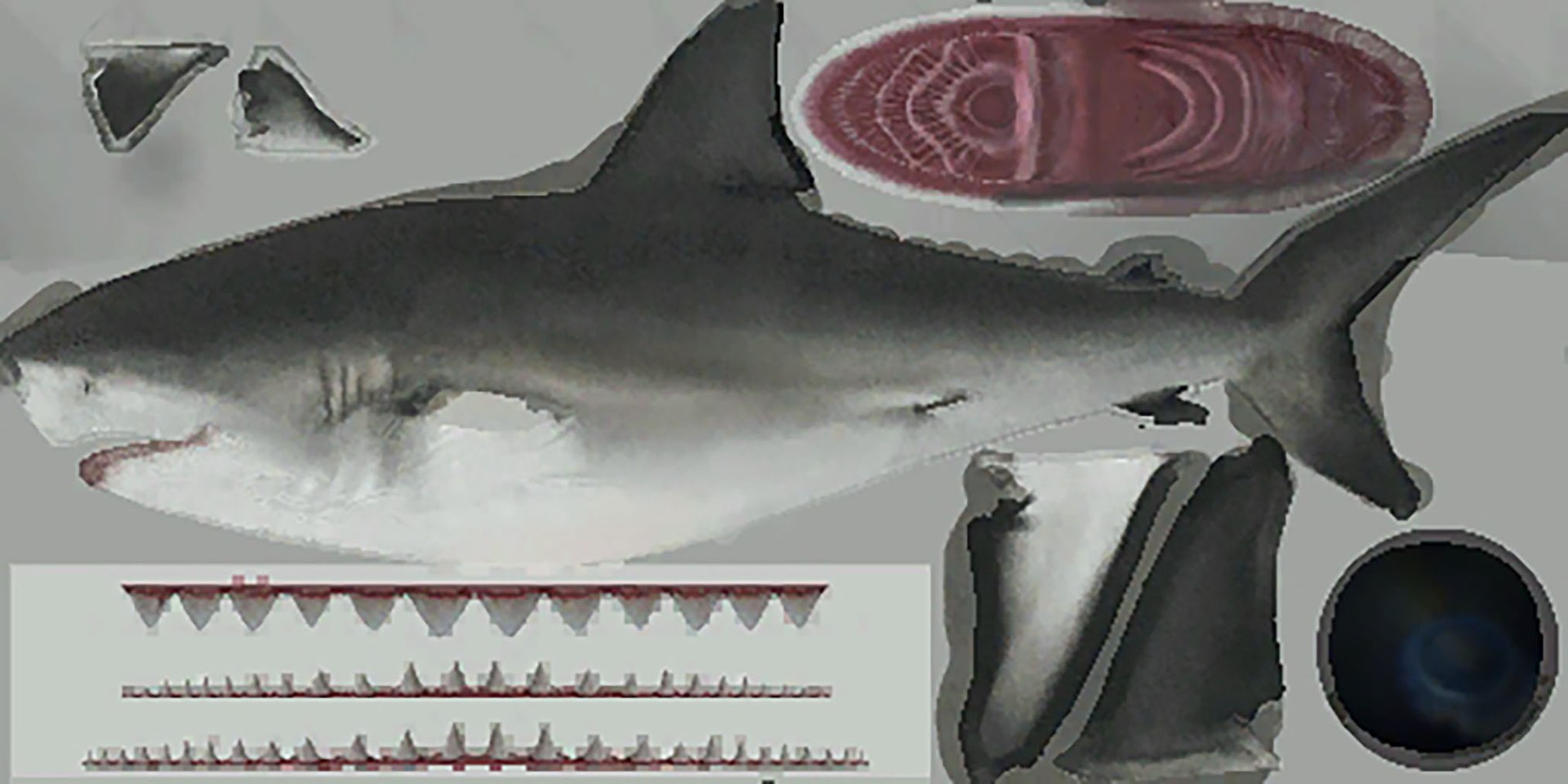 3D Shark RIGGED - TurboSquid 2330375