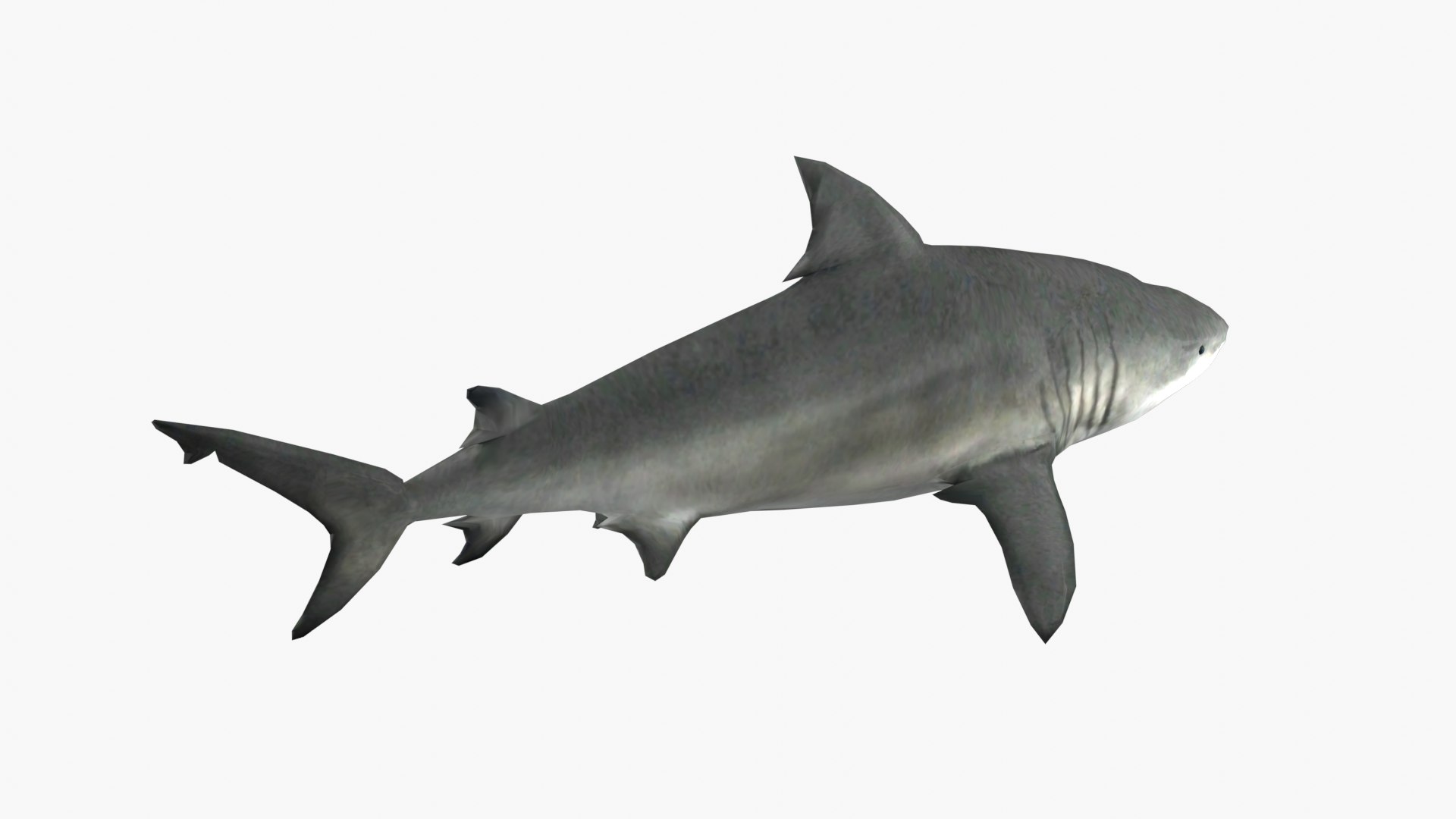 3D Shark RIGGED - TurboSquid 2330375