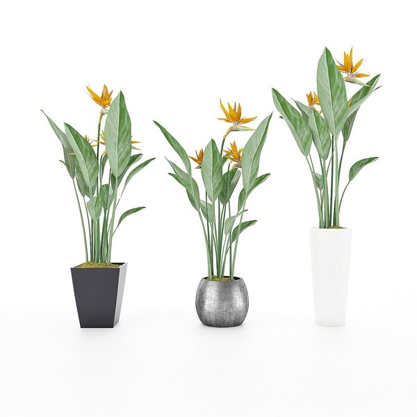 modelo 3d Potted Strelitzia Reginae - TurboSquid 2030554