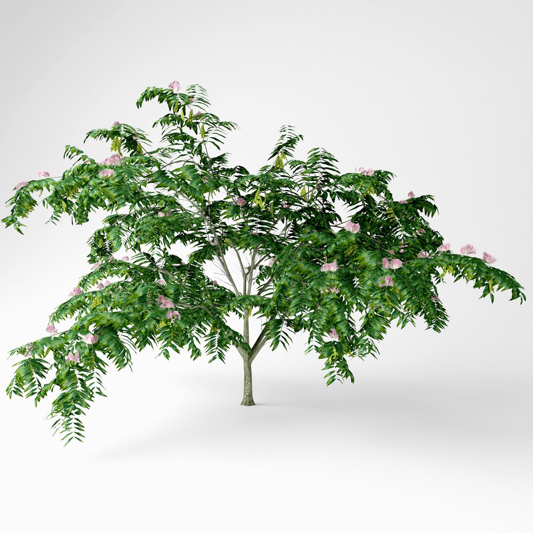 3D Model Mimosa - TurboSquid 1519726