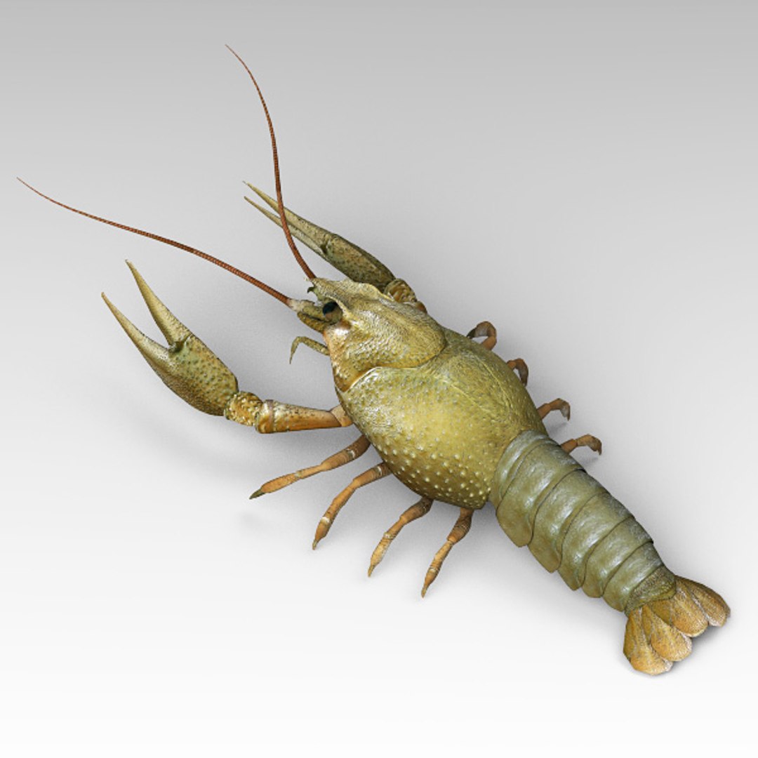 3d Lobster Model