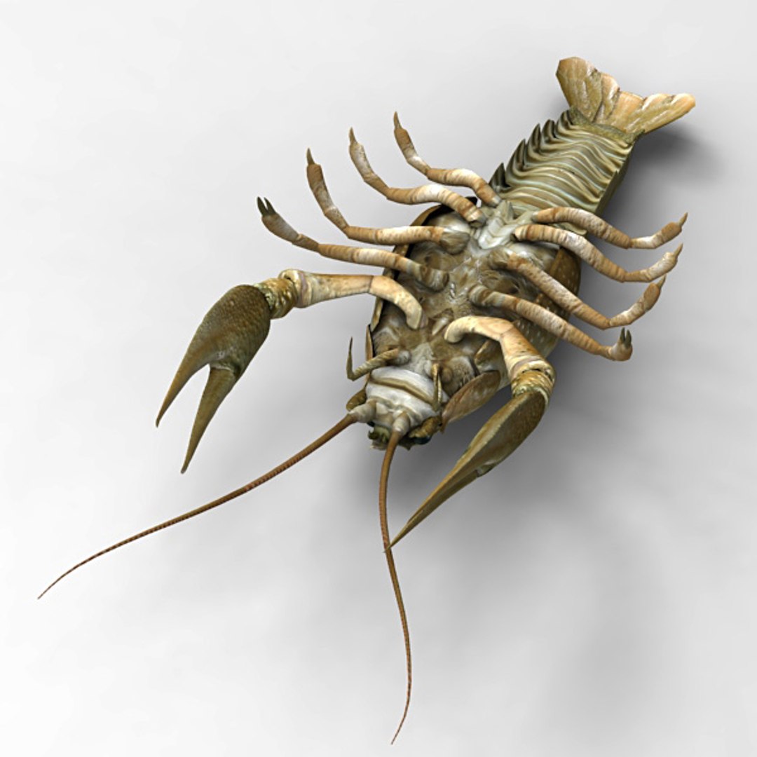 3d Lobster Model