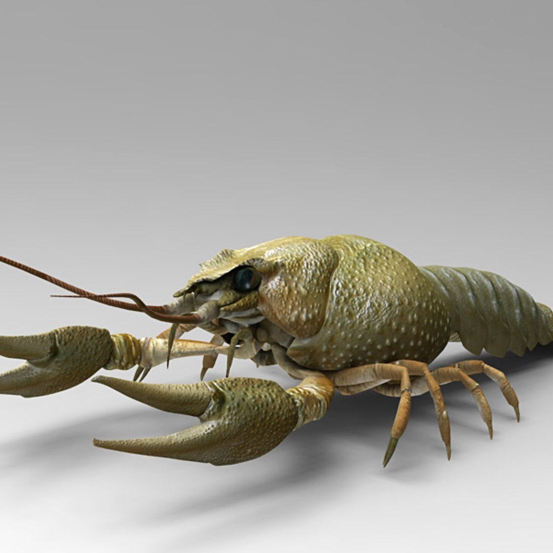 3d Lobster Model