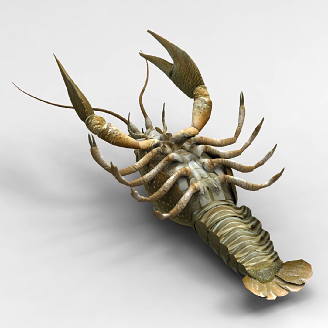 3d Lobster Model