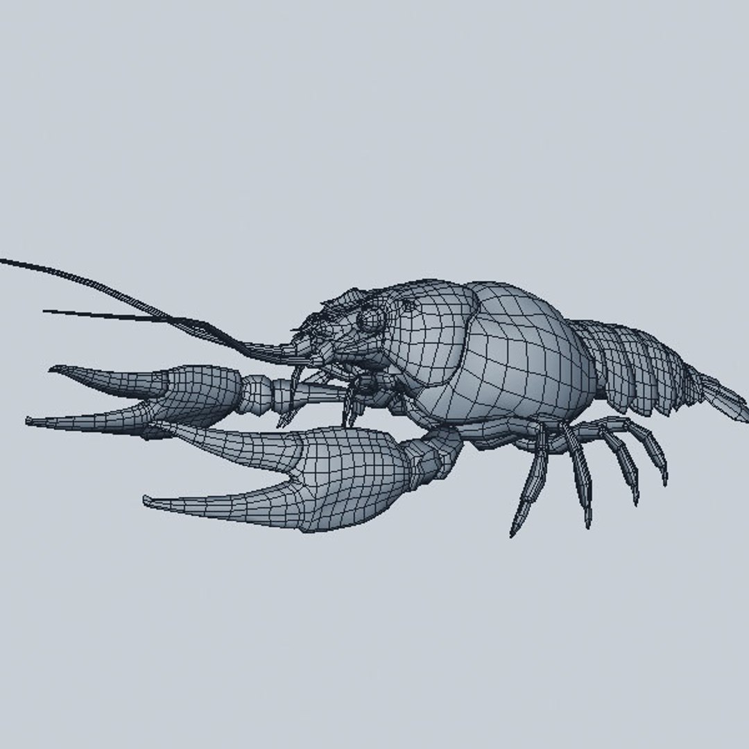 3d Lobster Model