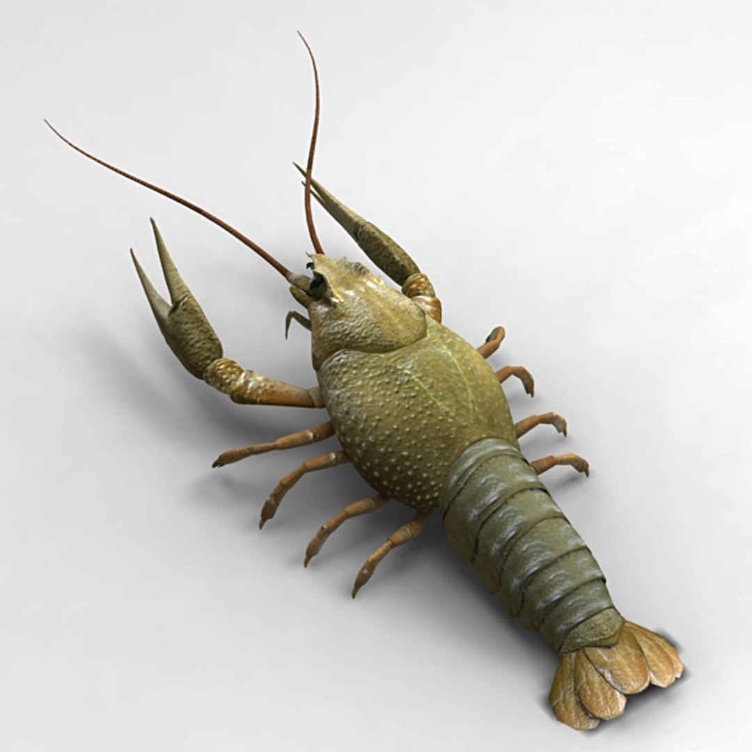 3d Lobster Model