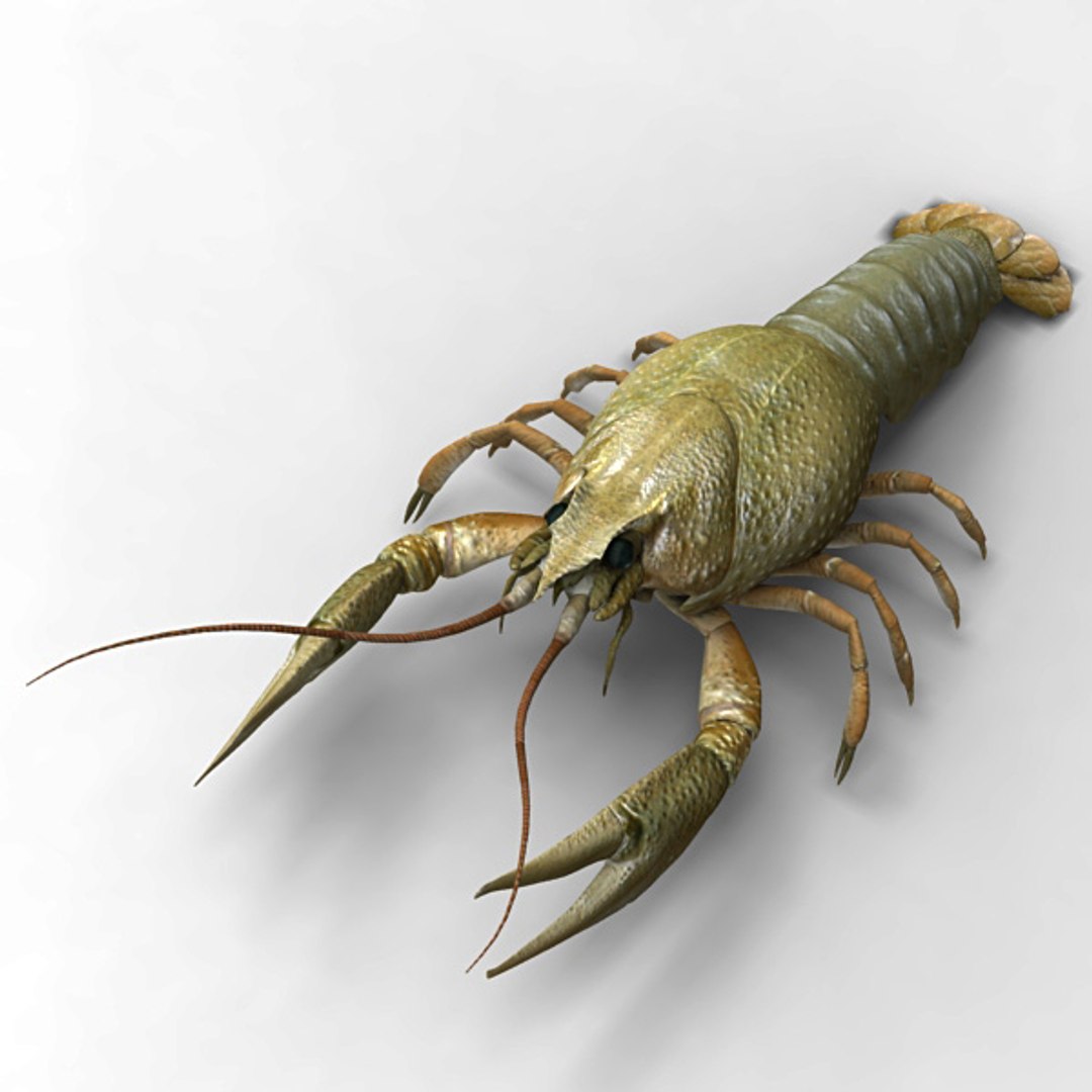 3d Lobster Model