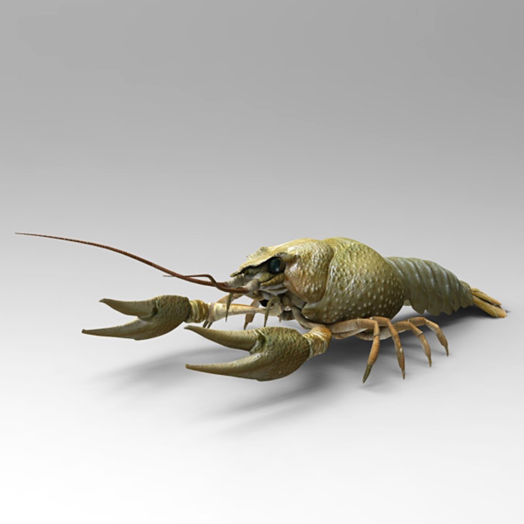 3d Lobster Model