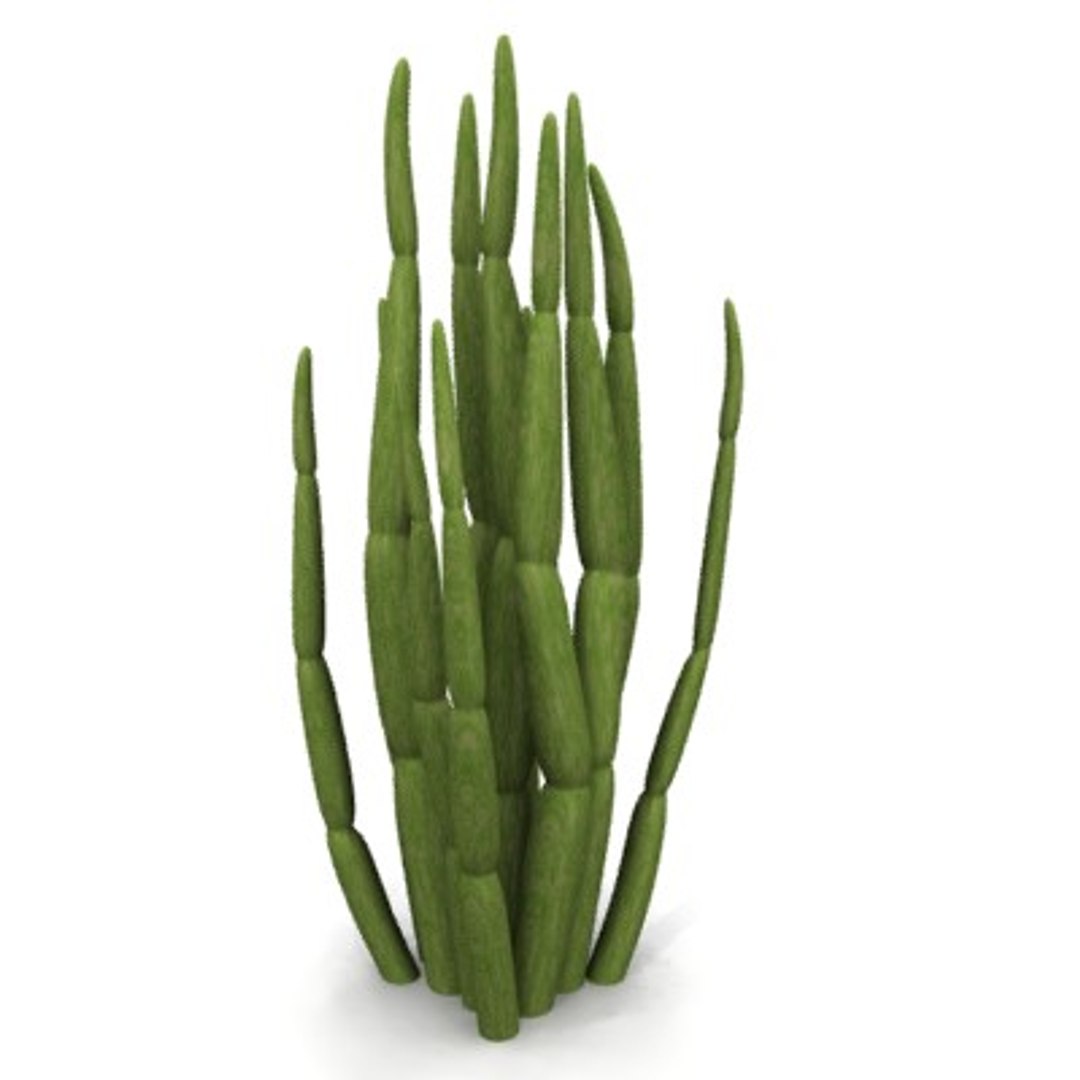 lightwave plant suculent cactus