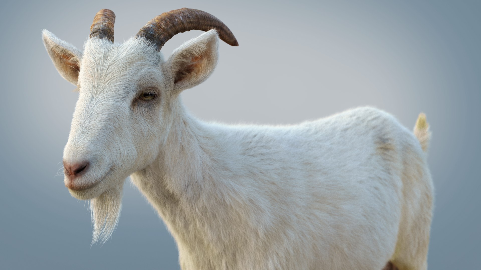 3D White Goat Static Xgen-Core - TurboSquid 2385023