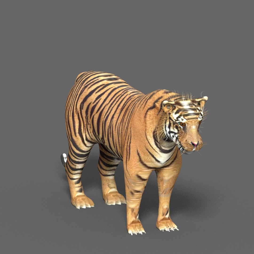 3d Tiger