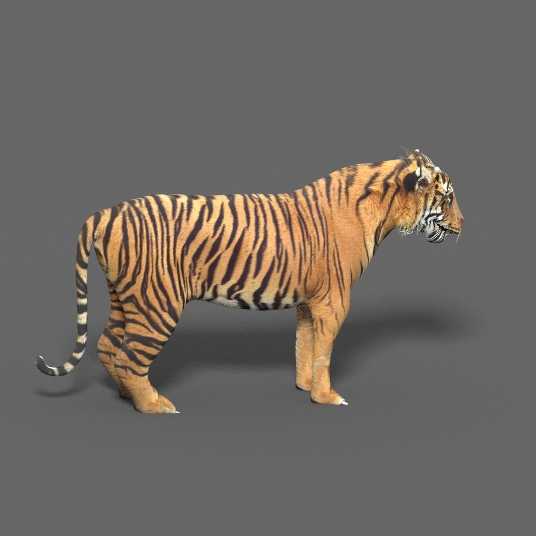 3d Tiger
