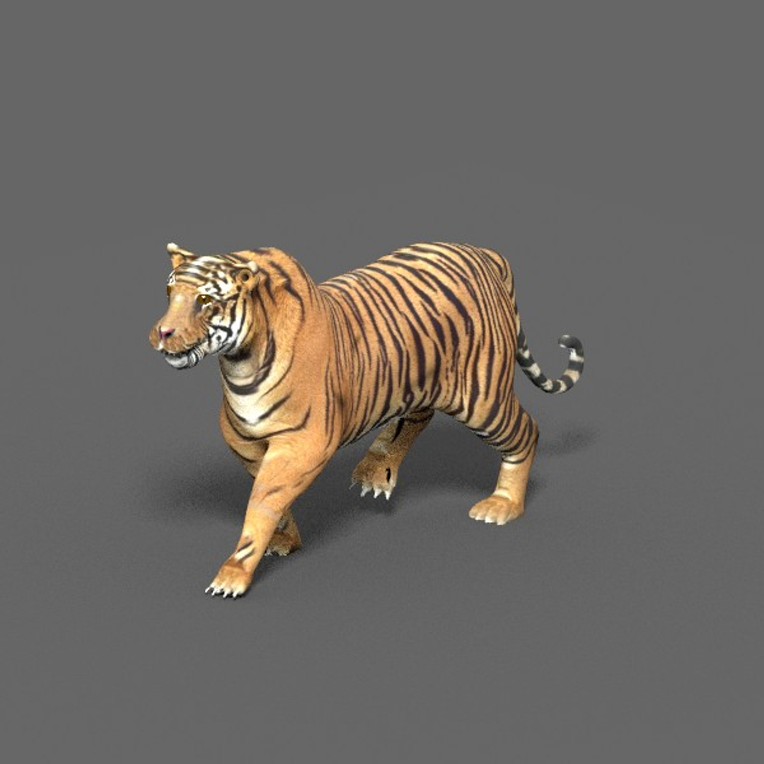 3d Tiger
