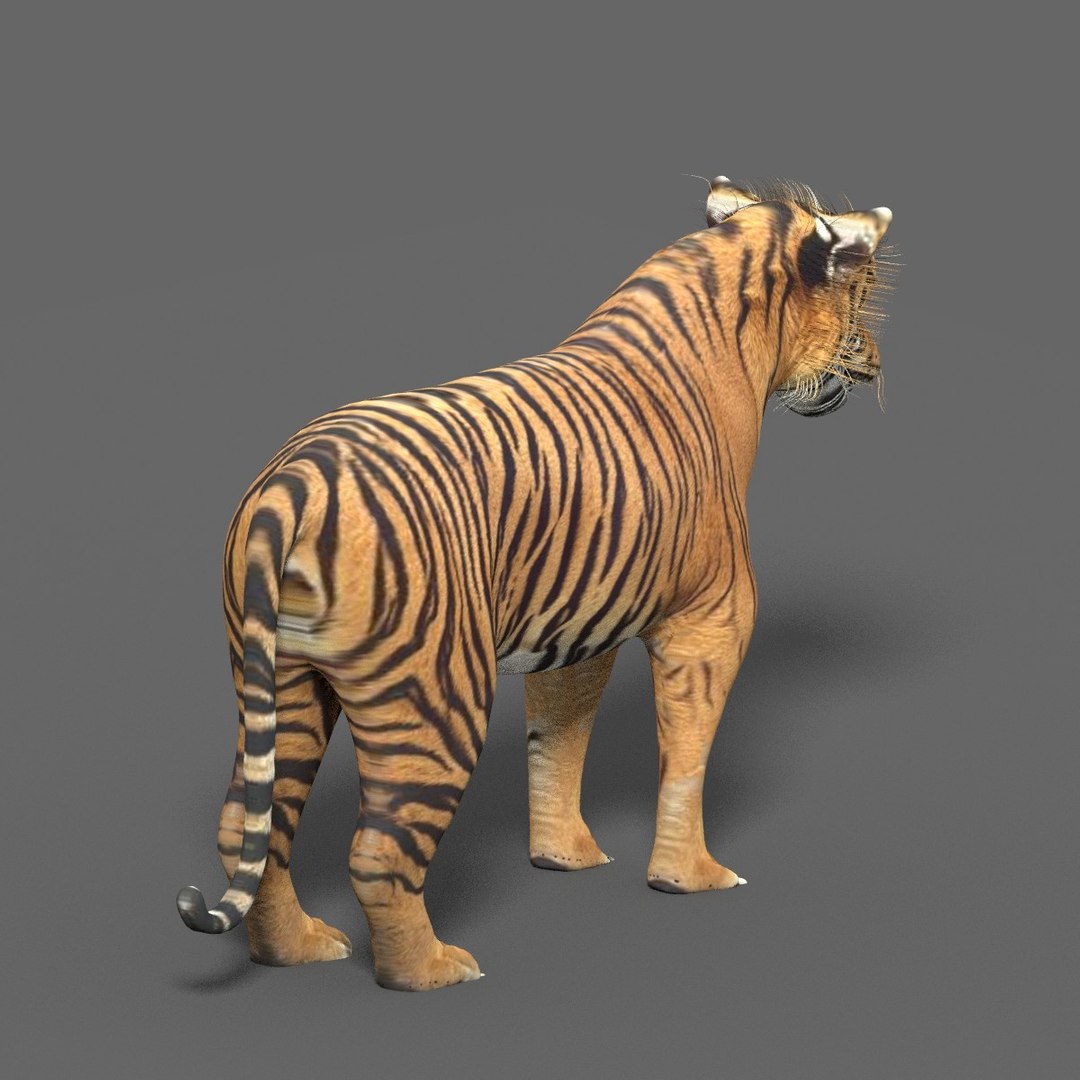 3d Tiger