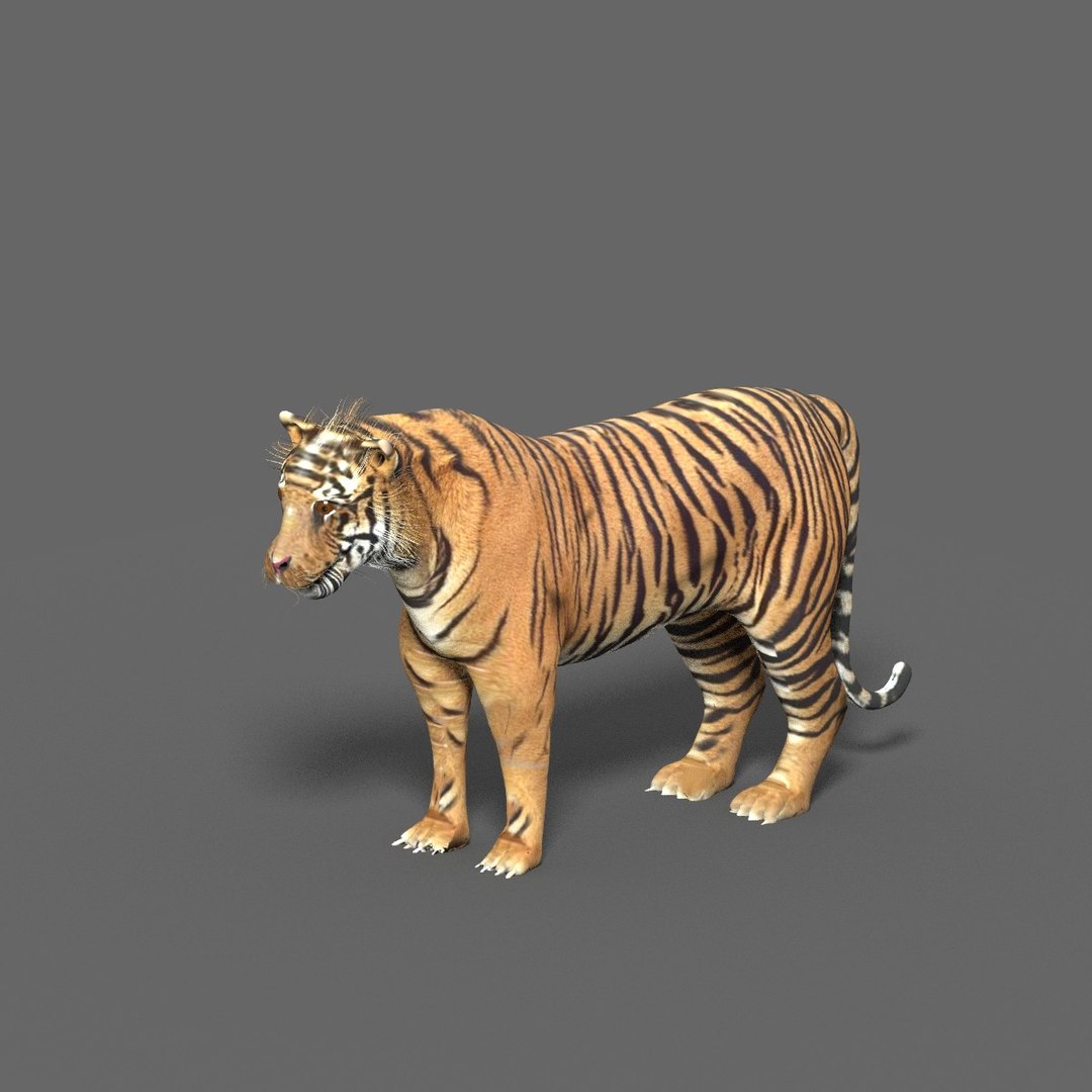 3d Tiger