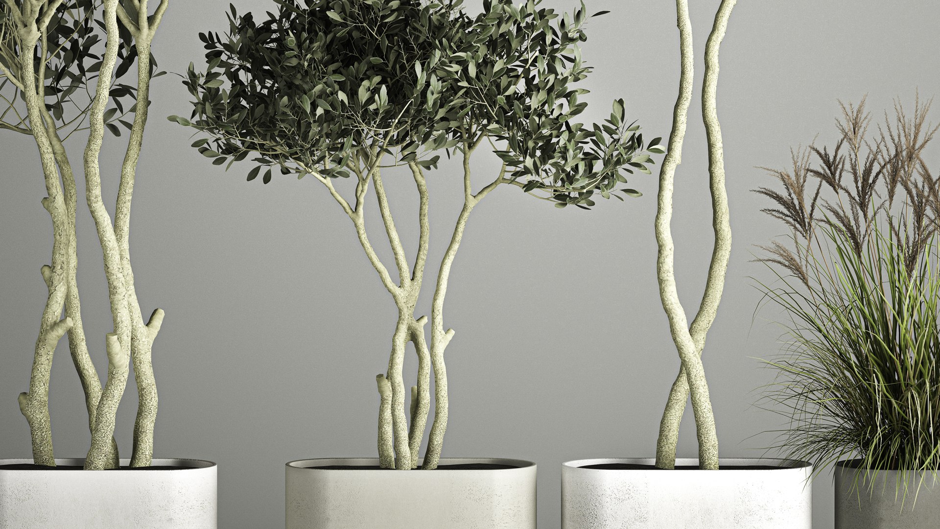 Ornamental Olive Trees In Concrete Pots 3D Model - TurboSquid 1974554
