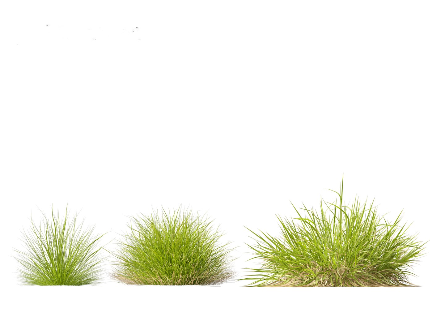 Calamagrostis Arundinacea - Reed Grass 3D Model - TurboSquid 2139308