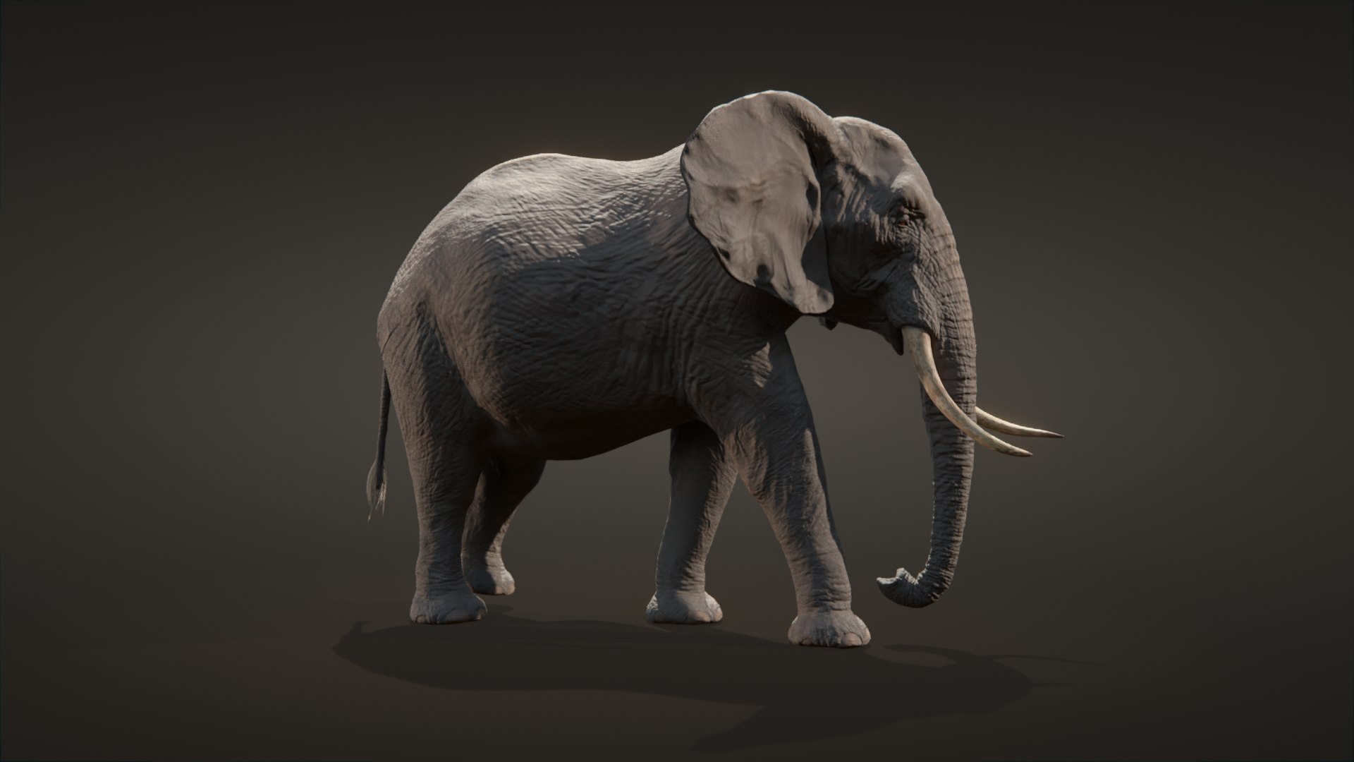 Africa African Elephant Model - TurboSquid 1678844