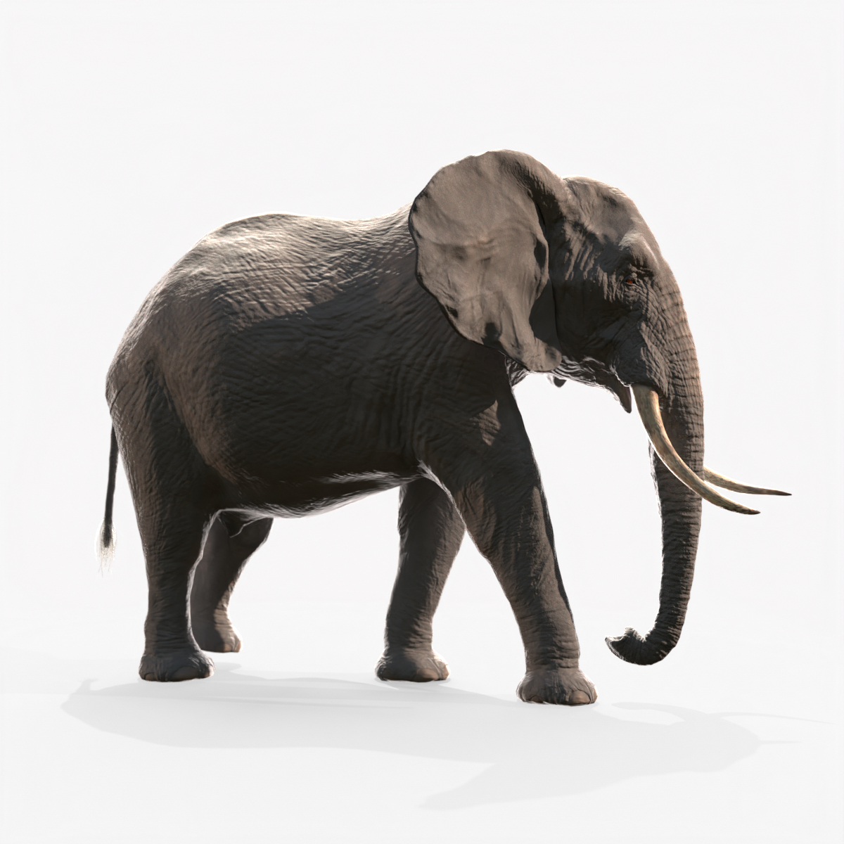 Africa african elephant model - TurboSquid 1678844