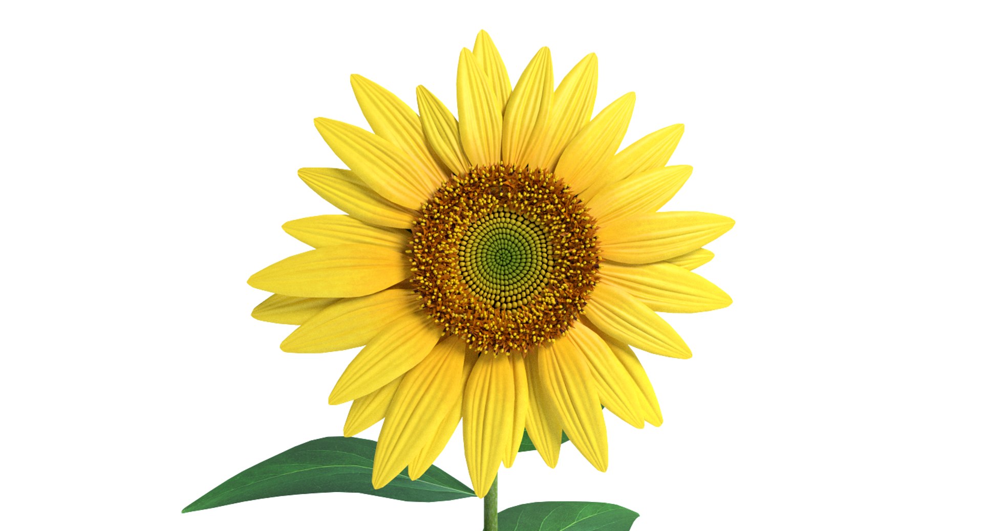 3d Model Sunflower Sun Flower