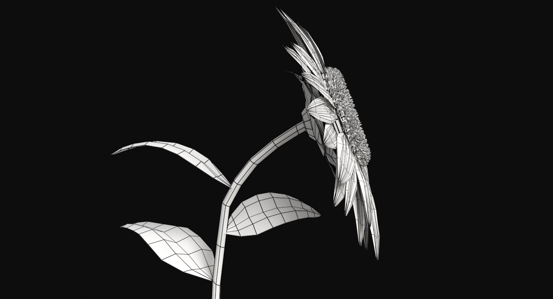 3d Model Sunflower Sun Flower