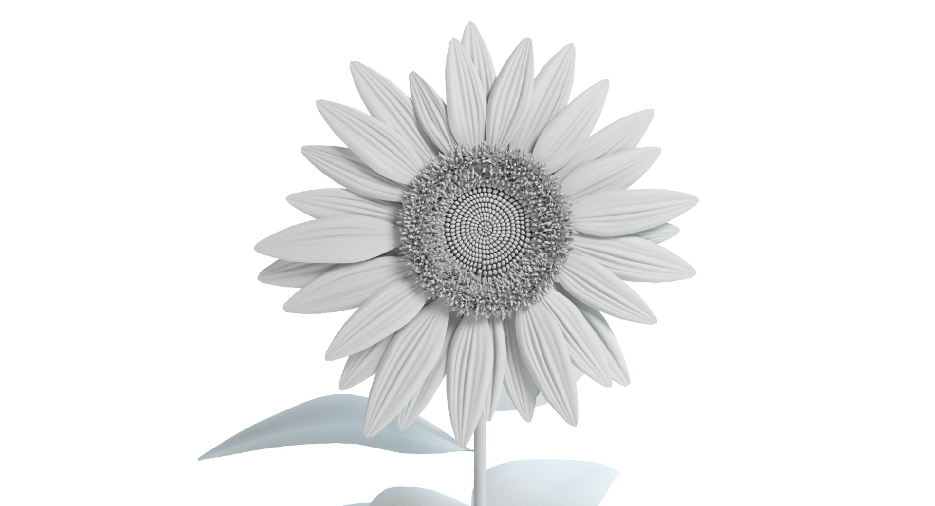 3d Model Sunflower Sun Flower