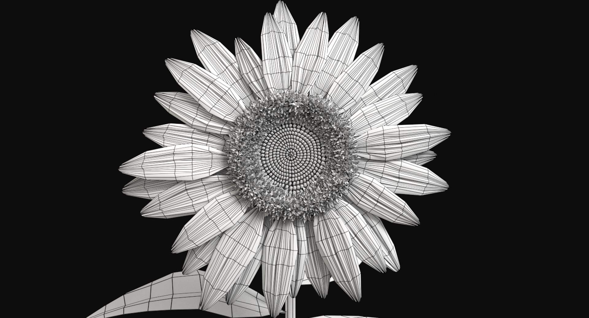 3d Model Sunflower Sun Flower