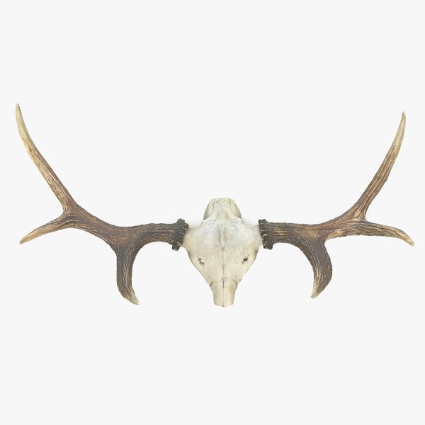 3D Antlers Models | TurboSquid