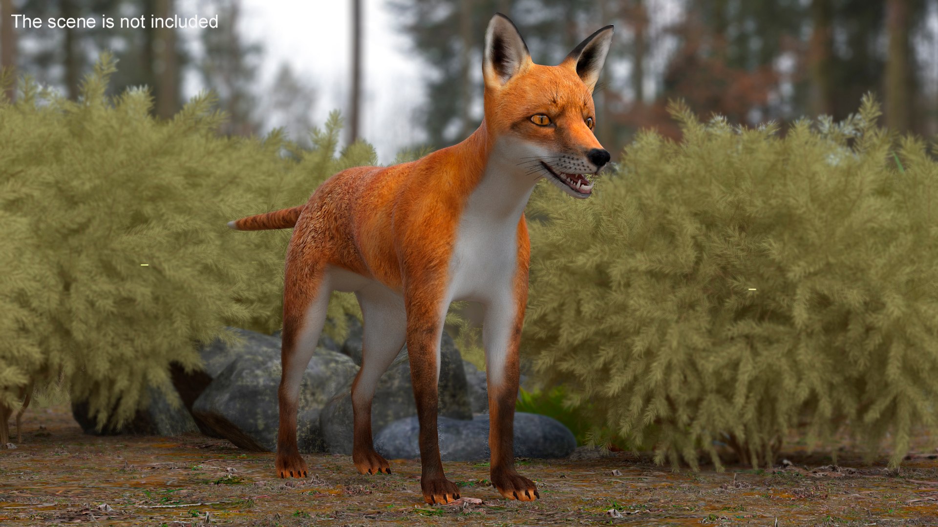 Vulpes Vulpes Basic Pose 3D - TurboSquid 2182903
