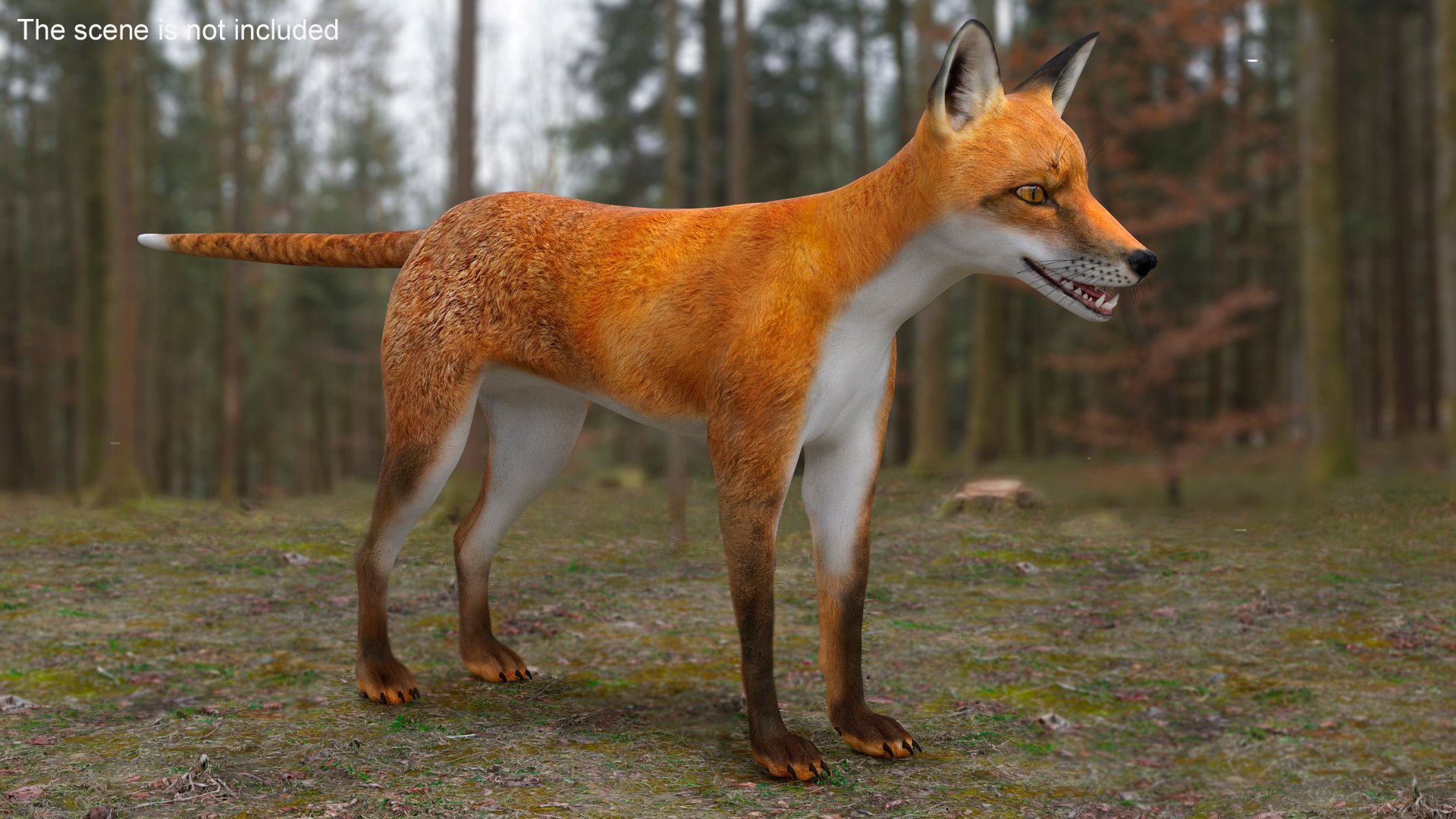 Vulpes Vulpes Basic Pose 3D - TurboSquid 2182903